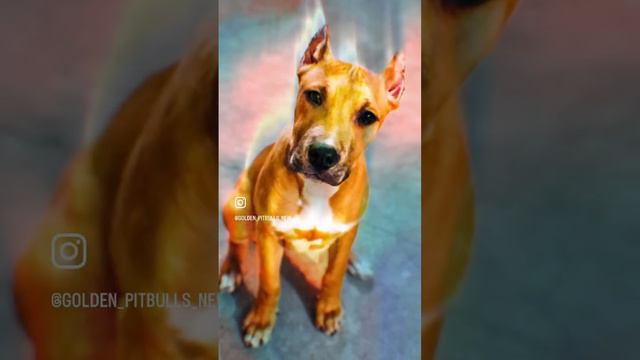 В продаже два крупных кобеля американского питбуля🐶 две рыжие торпеды ждут родителей🧡