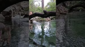 #Крым Воронцовский парк Алупка озеро с лебедями