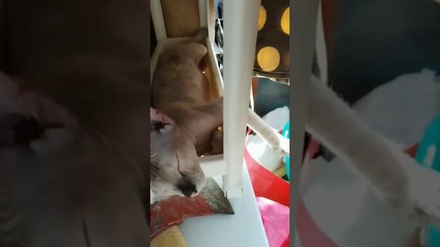 Бриллиантовая Рука - Это твое? Мое...Откуда?..Оттуда (в роли Сени сфинкс Чипа 30.07.2023)