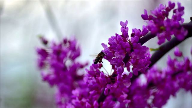 С днем рождения