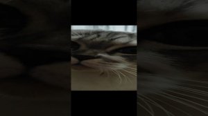 Кошки-мышки