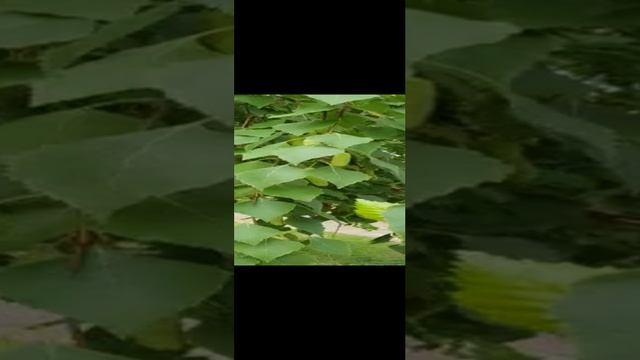 VID-20220616-WA0000.mp4