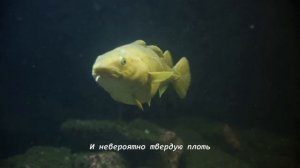 Видео о коллагене Mermaids