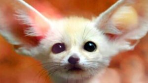 Топ 7 странных животных