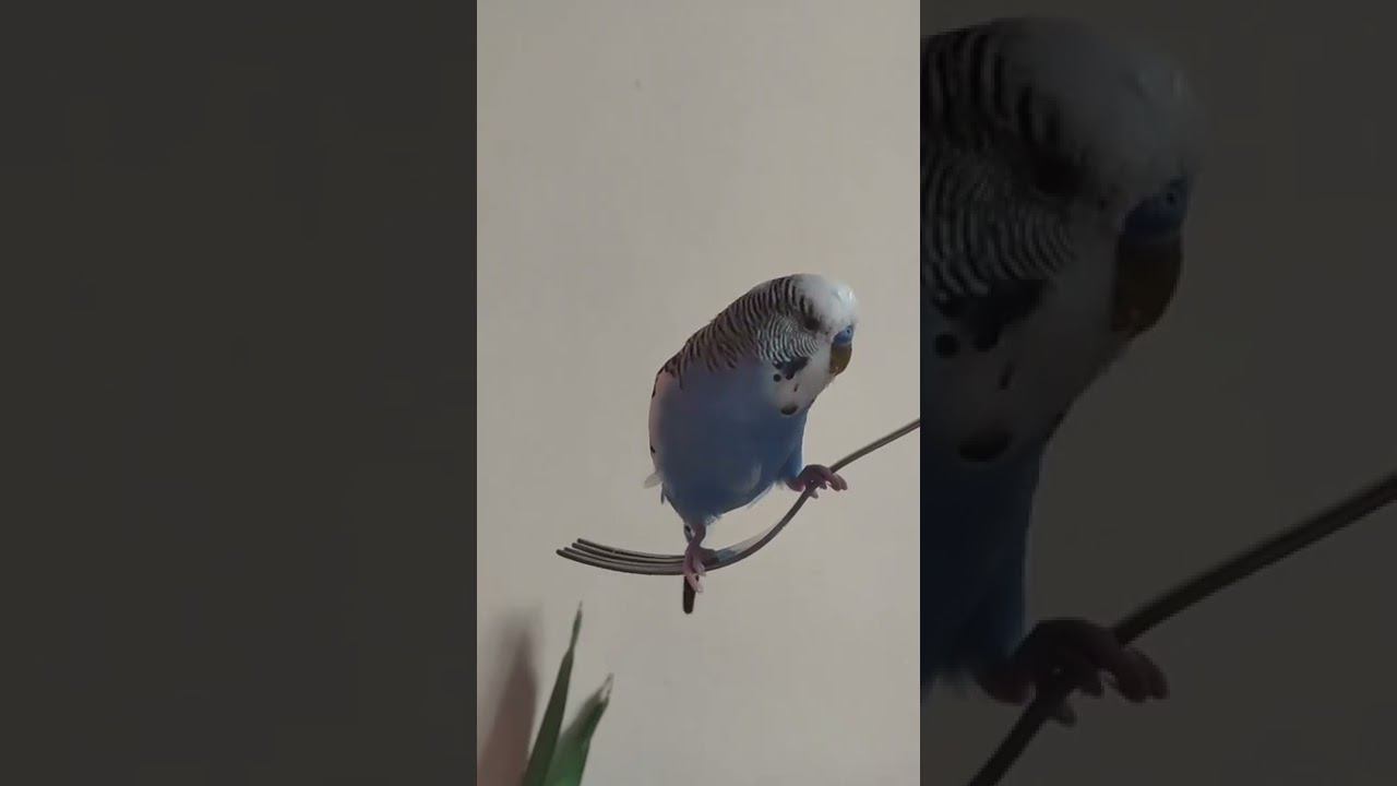 Попугай сидит на вилке, смешное видео