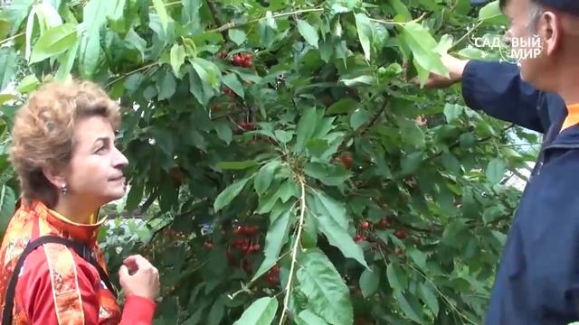 Как формировать черешню Формировка Австралийский куст.mp4