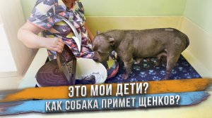 Собака первый раз видит своих щенков! Все ли щенки доехали до дома живыми?