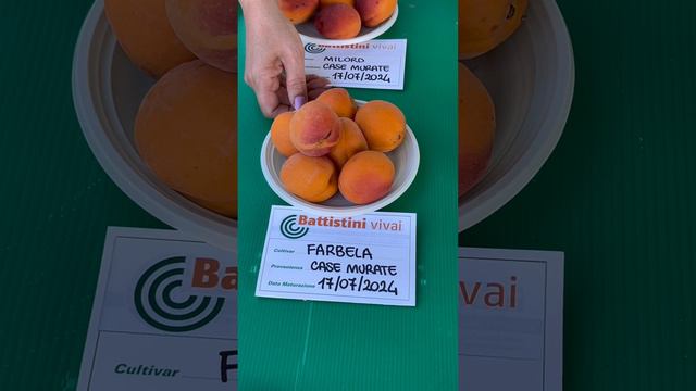 Абрикосы . Часть 4