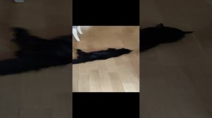 20220708_Цезарь_пытается_убежать