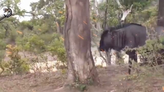 Она ПЫТАЛАСЬ СПАСТИ МАЛЫША , но БЫЛО СЛИШКОМ ПОЗДНО . АНТИЛОПА ГНУ Против ЛЕОПАРДА