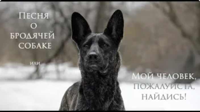 песня "Бродячий пес или мой человек, пожалуйста, найдись!" финальный вариант с музыкой