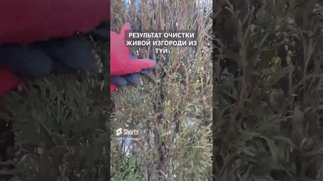 Результат чистки туй после солнечного ожога.