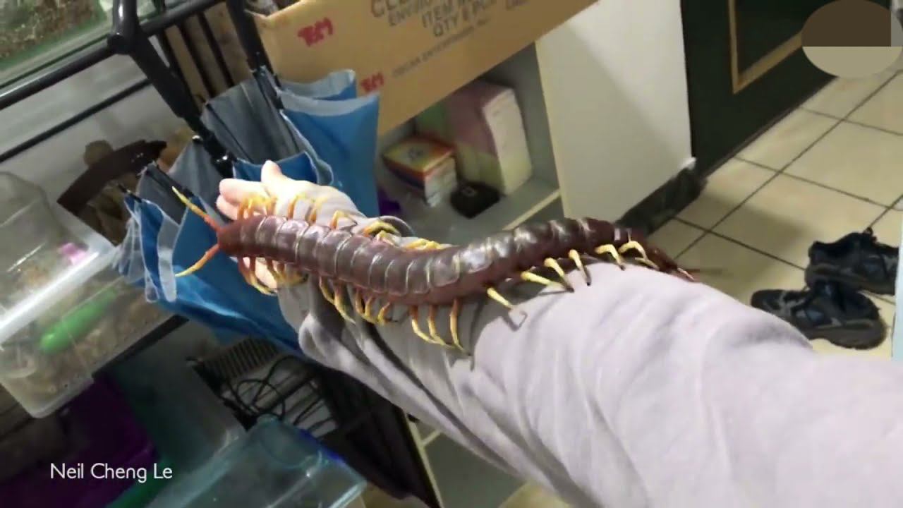 Нашествие многоножек. Подборка