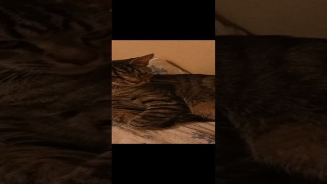 котанутые