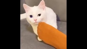ЛУЧШИЕ КОТИКИ И другие ЖИВОТНЫЕ