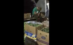 Овощ среди овощей