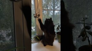 Котик играет