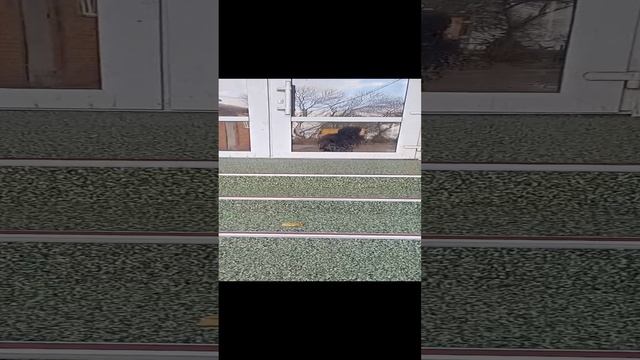 Каменный ковер