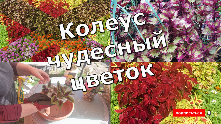 Колеус.mp4