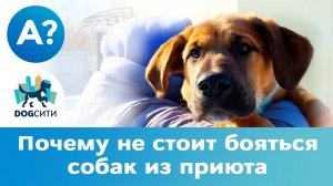 Почему не стоит боятся собак из приюта