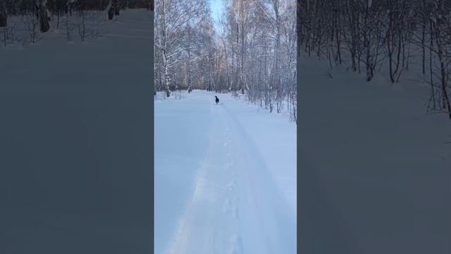 Канадский волк - гибрид 7 марта 2024