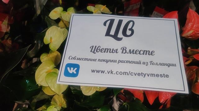 Цветы Вместе - Приемка растений из Голландии 04.11.2020 года (Антуриум / Anthurium)