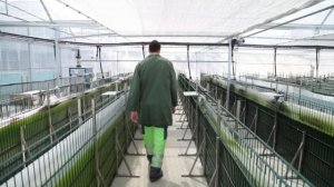 Биотехнология  производства астаксантина из микроводоросли Haematococcus pluvialis. 1ч