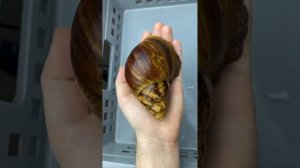 Взросления улитки Гигантской ахатины.