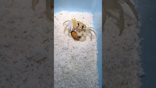 VID_20221221_220331_374.mp4