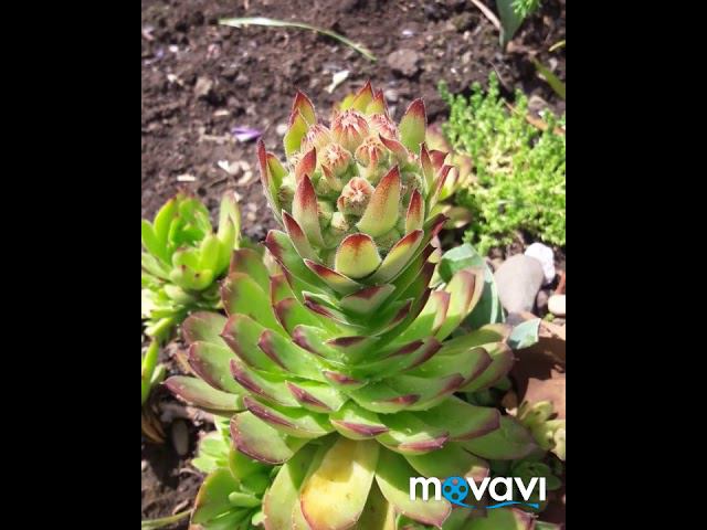 ОБЗОР НАШЕГО  ЦВЕТНИКА НА 25 ИЮНЯ... (часть 1)