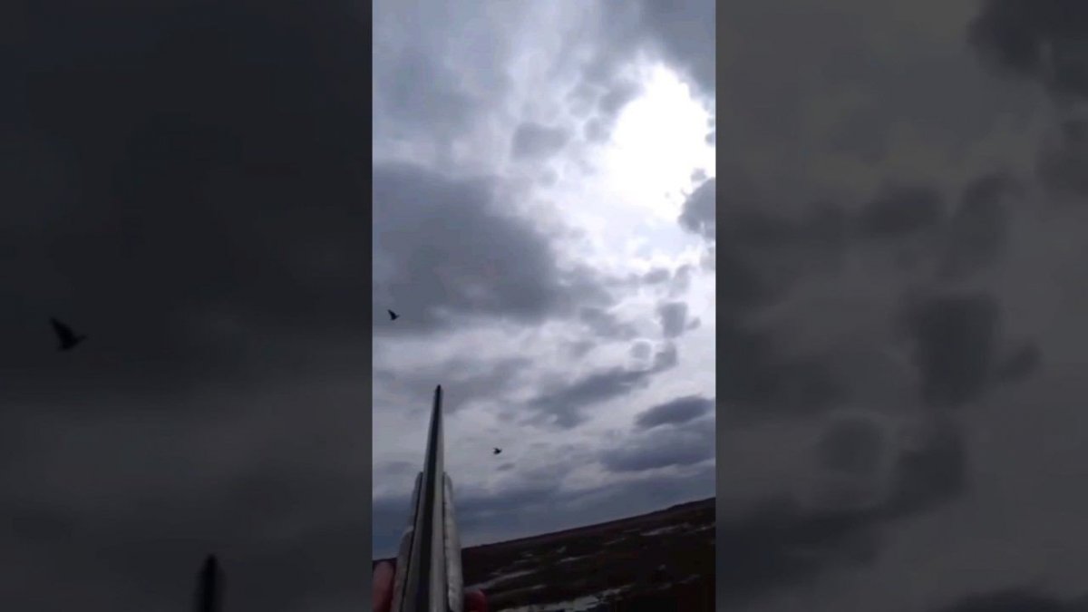 С Охоты На рыбалку на RUTUBE: 157 видео – смотреть онлайн и бесплатно ...