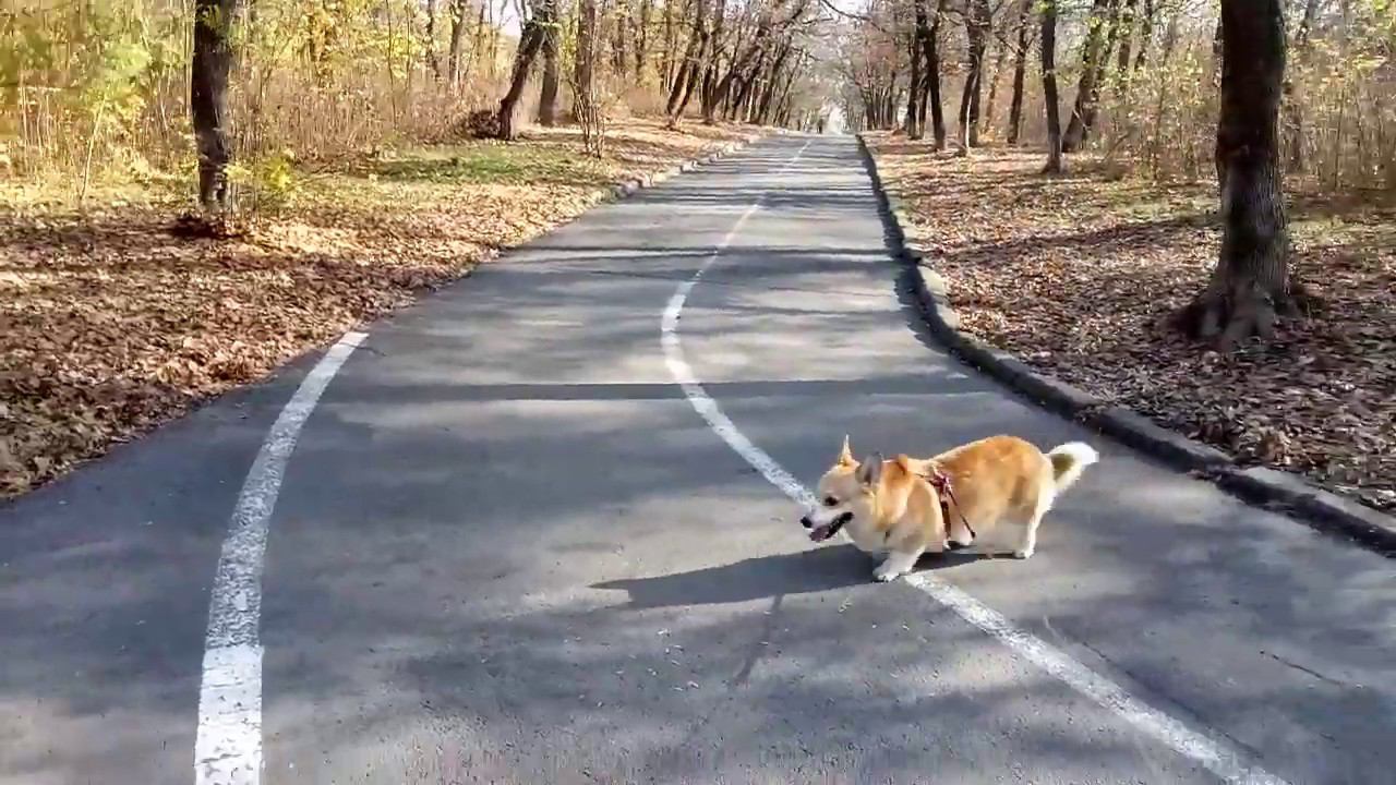 Лимон гуляет в парке 2