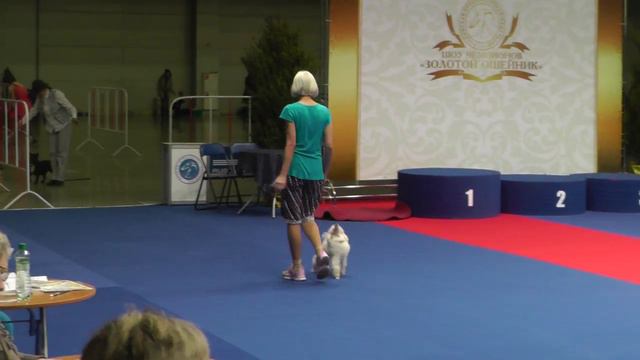Танцы с собаками. Чемпионат РКФ - 2014. Крокус. "Туристы"