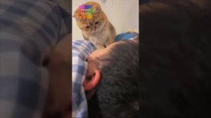 Попробуй не Засмеяться! Смешные Кошки и Собаки До Слёз! Самые Смешные Животные Подборка 2022 #10