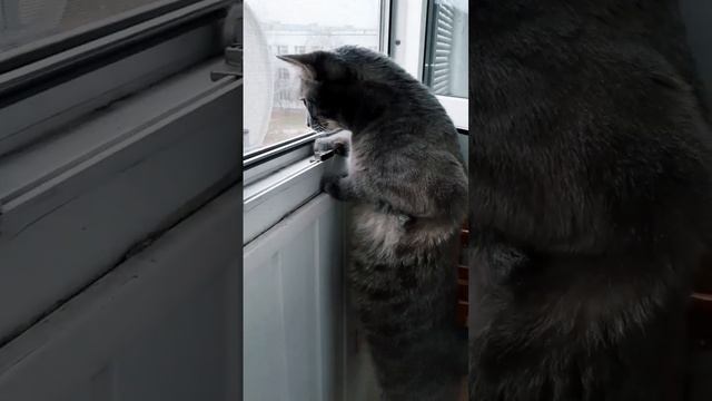 Михалыч и курочки #котики #михалыч #юмор #кот