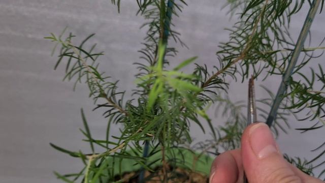 Мелалеука альтернифолия 5