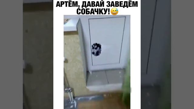 Зачем хоть его заперли 😂. Опасный пёсик! #пёс  #хороший #собака #балкон  #сломает #угар #смех #топ