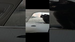 маленький котэ