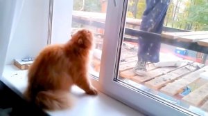 Кот - лучший охранник