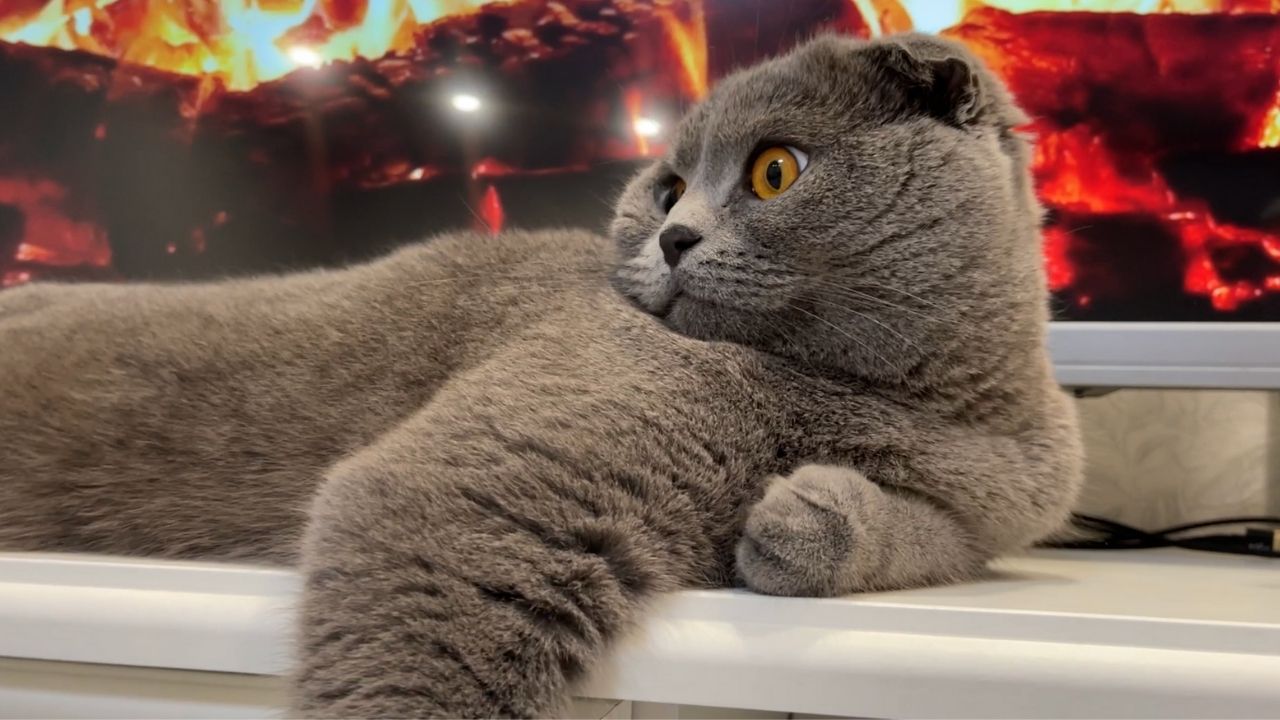 Забавные игры.