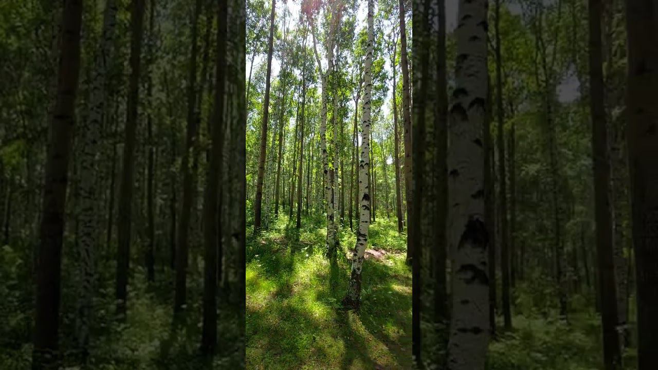 Стоянка Эвенков музей Тальцы