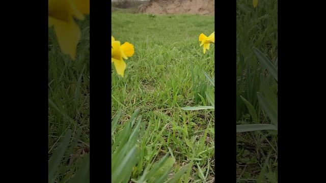 нарциссы.mp4