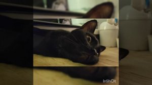 Магия кошки ❤