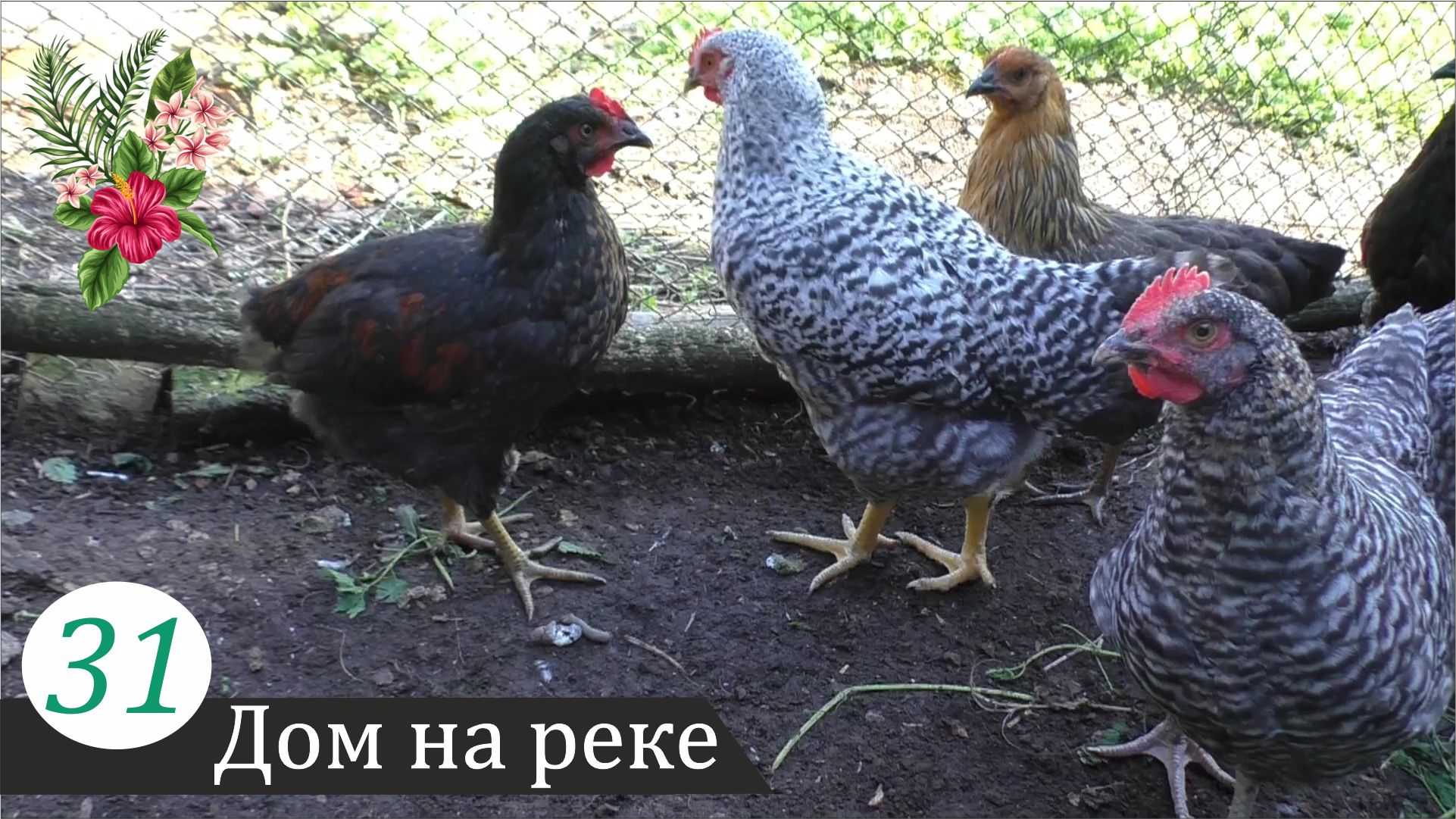 Побелка курятника и другие события из жизни птиц. Дом на реке, часть 31