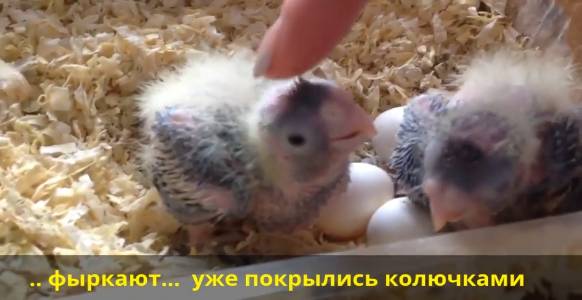 Смешные Рича и Гарик бегут чесаться! Птенцам 1и2дн_7и8дн_10и11дней. РАЗВЕДЕНИЕ КОРЕЛЛЫ 2-й сезон