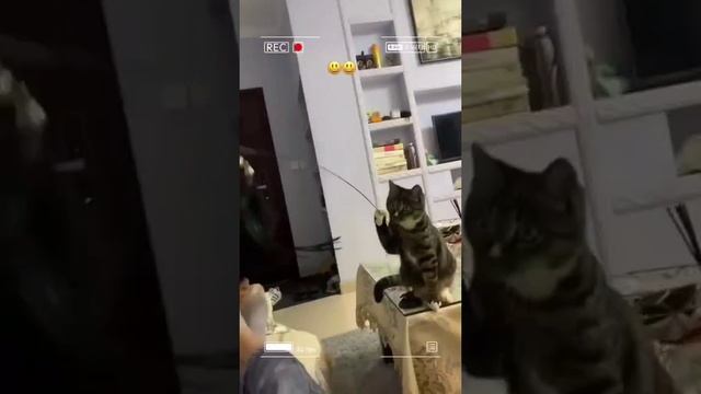 В параллельной вселенной: тебя кормит кот со своей зарплаты