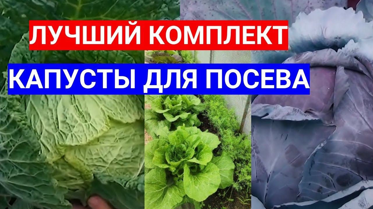 ЛУЧШИЕ СЕМЕНА КАПУСТЫ НА РАССАДУ - СЕЙТЕ, НЕ ПРОГАДАЕТЕ!