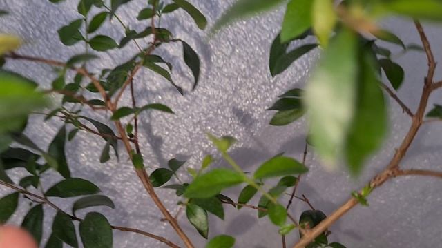 Зеленый крупнолист. 9