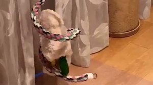 Милый попугай в зимней шубе