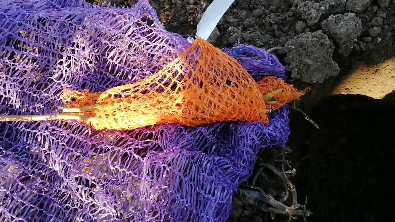 Как храню черенки зимой.